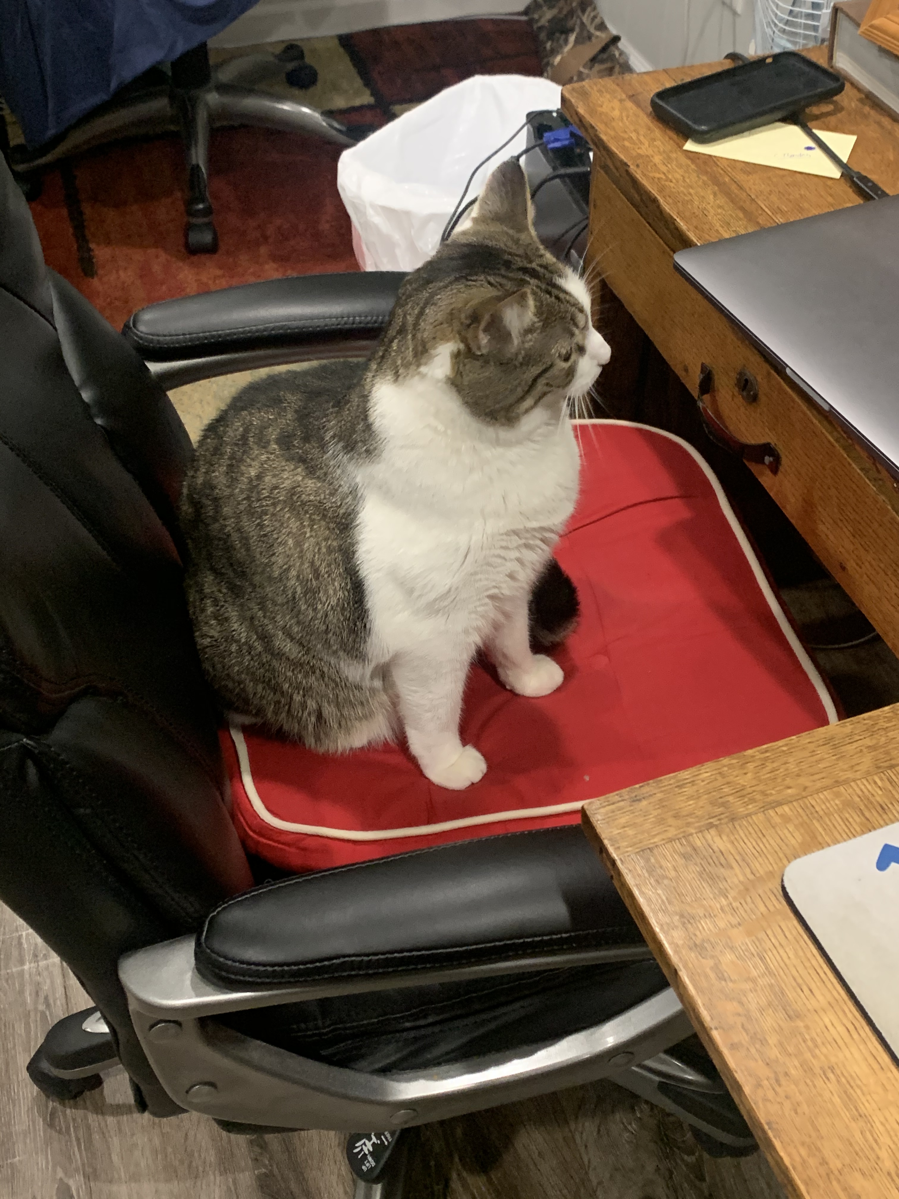 Talking Cats …. | Letters for Maggie